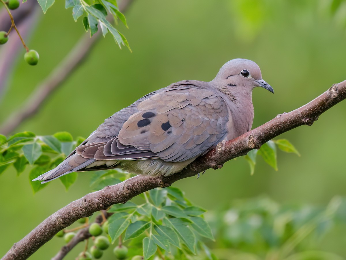 Eared Dove - Zenaida auriculata - Birds of the World