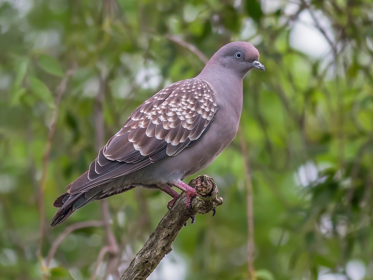 Spot-winged Pigeon - Patagioenas maculosa - Birds of the World