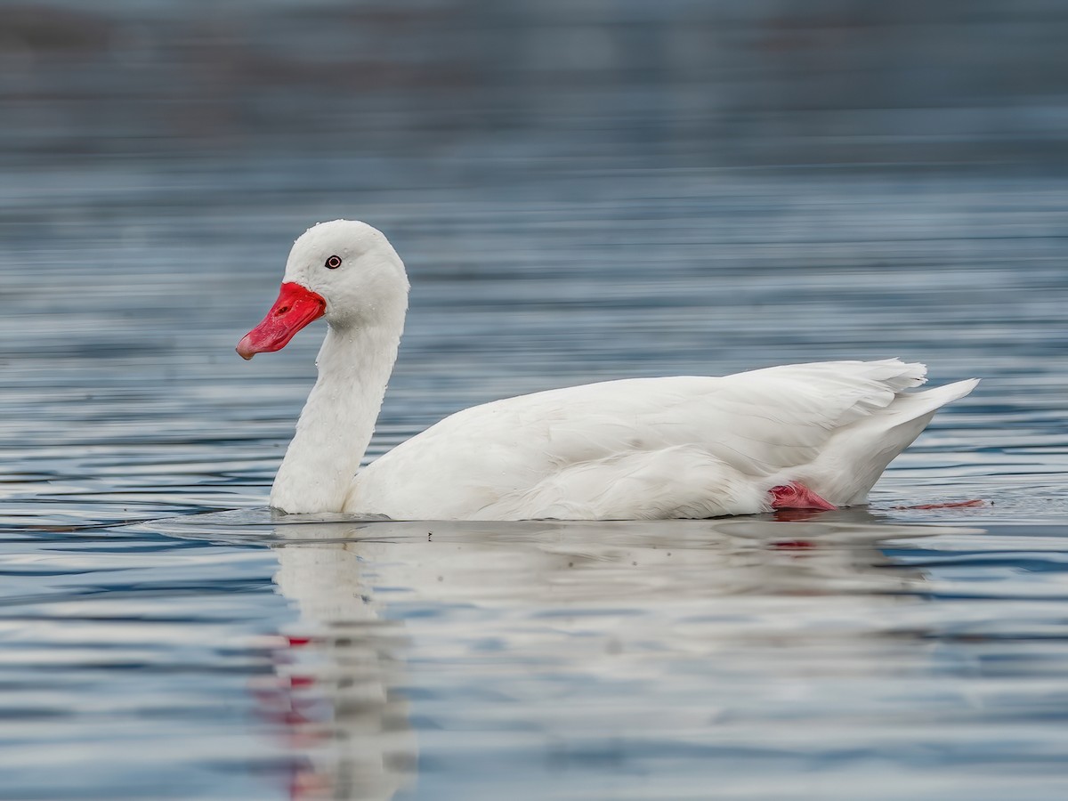 Coscoroba Swan - Coscoroba coscoroba - Birds of the World