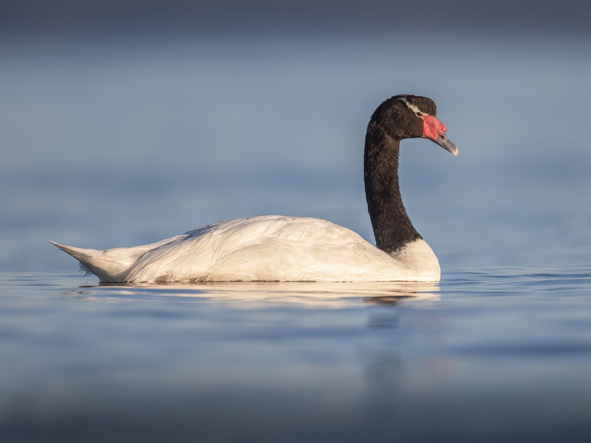 Black-necked Swan - Cygnus melancoryphus - Birds of the World