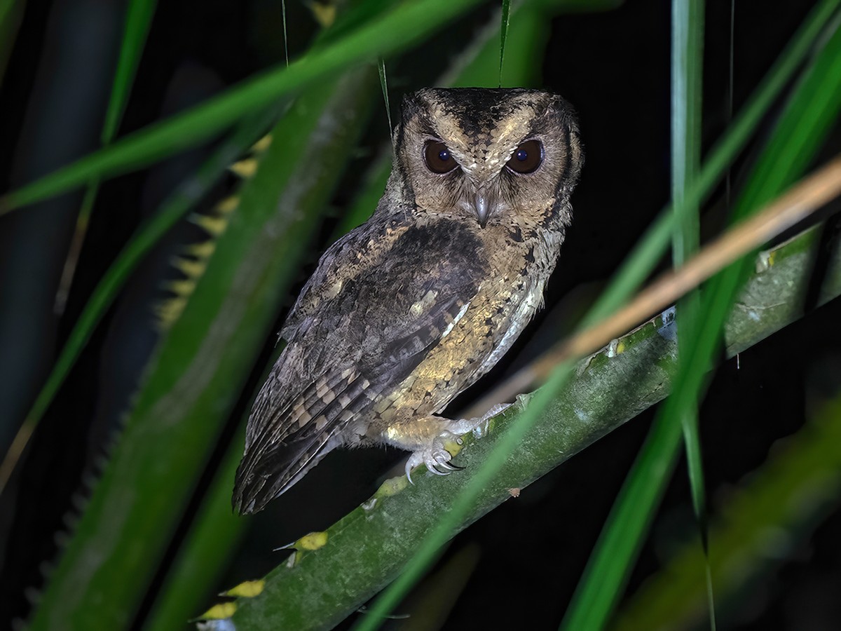 Sunda Scops-Owl - Otus lempiji - Birds of the World