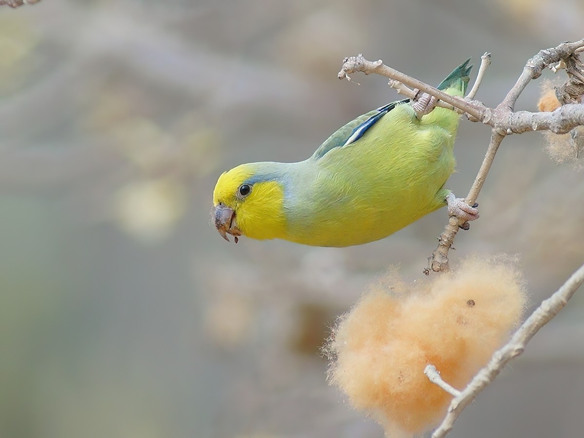 Yellow-faced Parrotlet - Forpus xanthops - Birds of the World