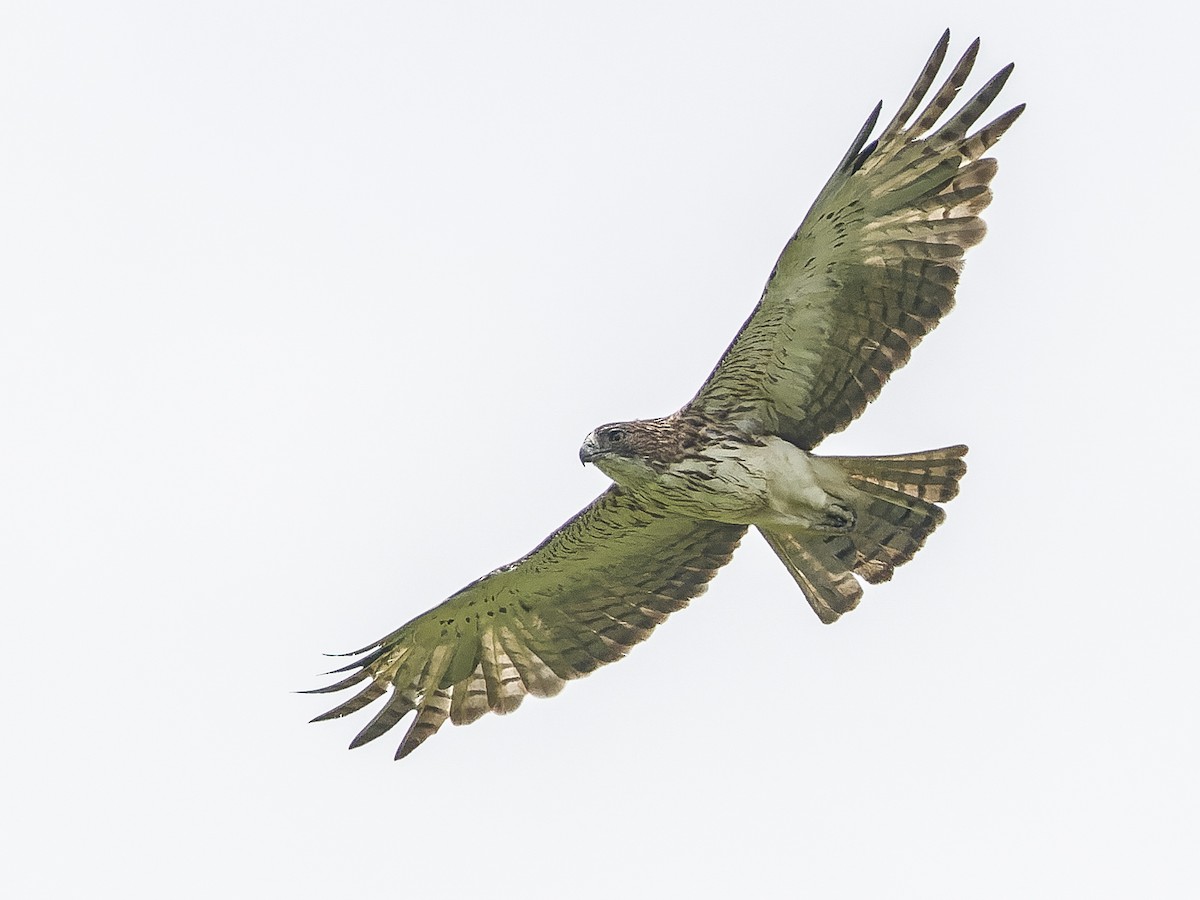 Pygmy Eagle - Hieraaetus weiskei - Birds of the World
