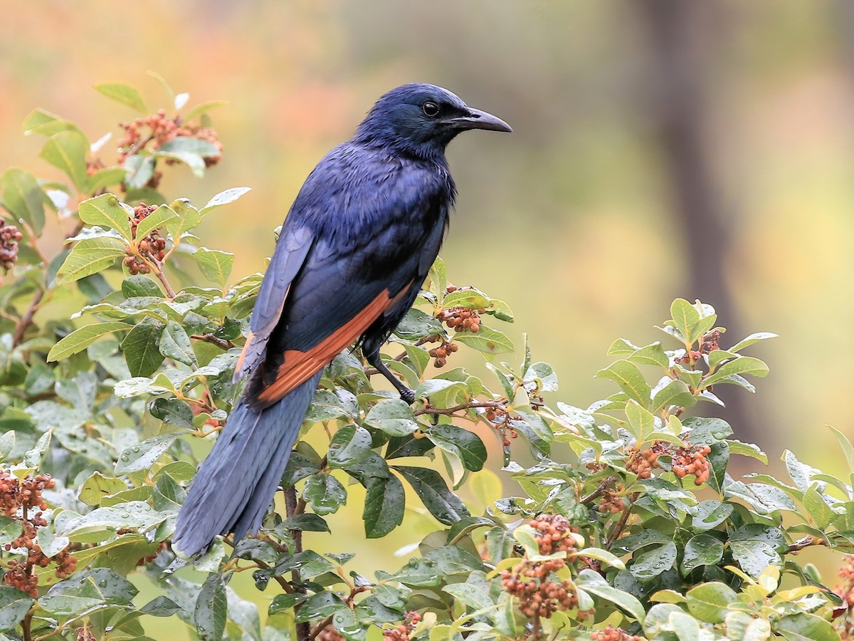 Red-winged Starling - Onychognathus morio - Birds of the World