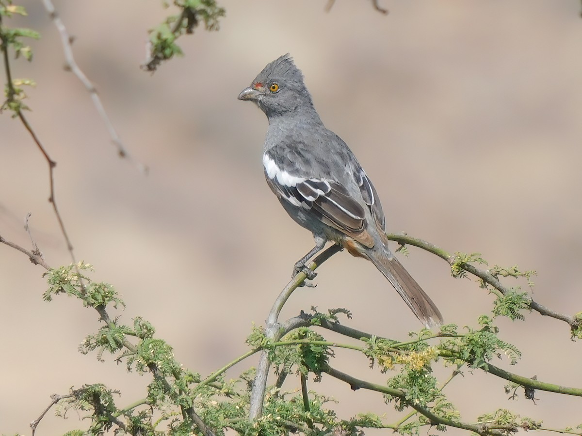 Peruvian Plantcutter - Phytotoma raimondii - Birds of the World