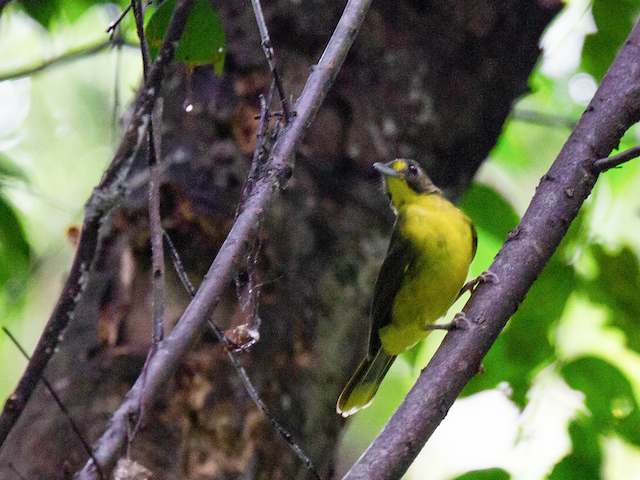 Photos - Yellow-lored Bristlebill - Bleda notatus - Birds of the World