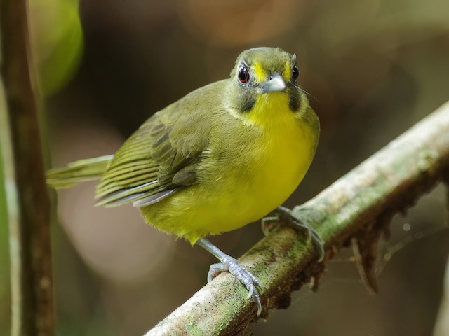 Photos - Yellow-lored Bristlebill - Bleda notatus - Birds of the World
