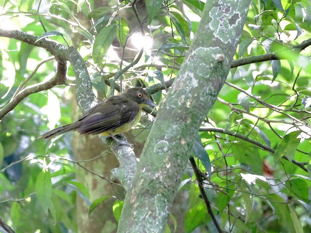 Photos - Yellow-eyed Bristlebill - Bleda ugandae - Birds of the World