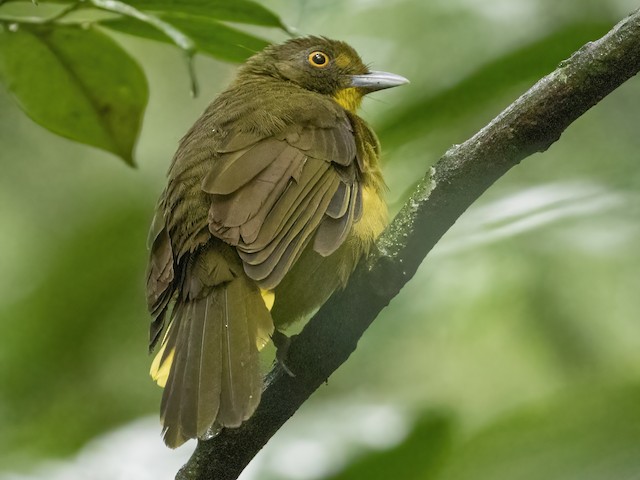Photos - Yellow-eyed Bristlebill - Bleda ugandae - Birds of the World