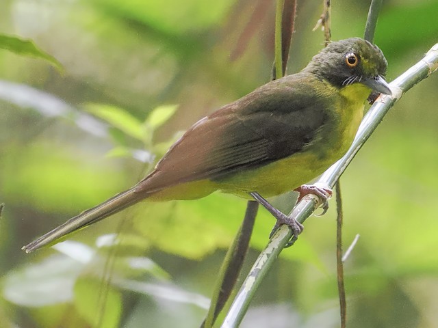 Photos - Yellow-eyed Bristlebill - Bleda ugandae - Birds of the World