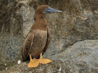 Brown Booby - eBird