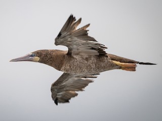Brown Booby - eBird