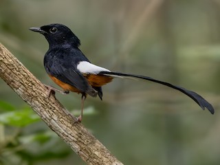 Sri Lanka Shama - eBird