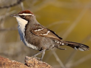Chestnut-crowned Babbler - eBird