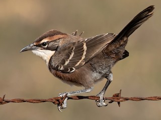 Chestnut-crowned Babbler - eBird