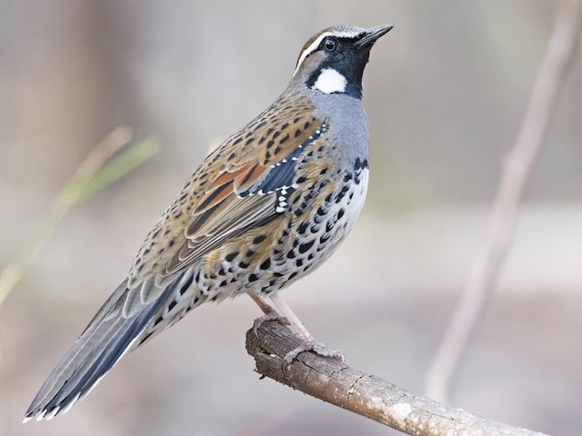 Photos - Spotted Quail-thrush - Cinclosoma punctatum - Birds of the World