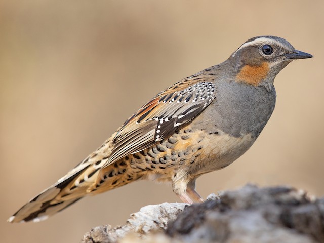 Photos - Spotted Quail-thrush - Cinclosoma punctatum - Birds of the World