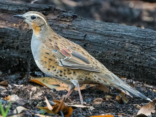 Photos - Spotted Quail-thrush - Cinclosoma punctatum - Birds of the World