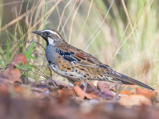 Photos - Spotted Quail-thrush - Cinclosoma punctatum - Birds of the World