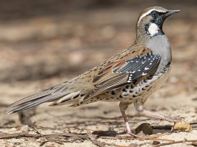 Photos - Spotted Quail-thrush - Cinclosoma punctatum - Birds of the World