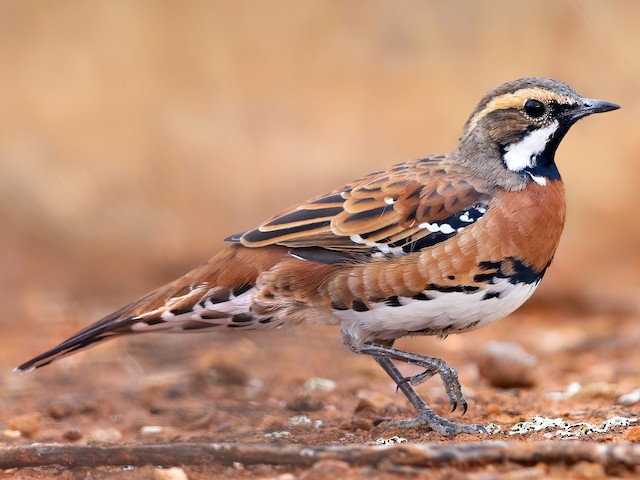 Photos - Chestnut-breasted Quail-thrush - Cinclosoma castaneothorax ...