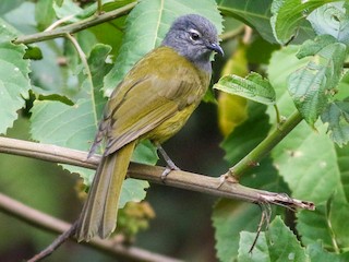 Kikuyu Mountain Greenbul - eBird