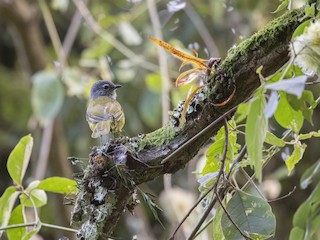 Kikuyu Mountain Greenbul - eBird