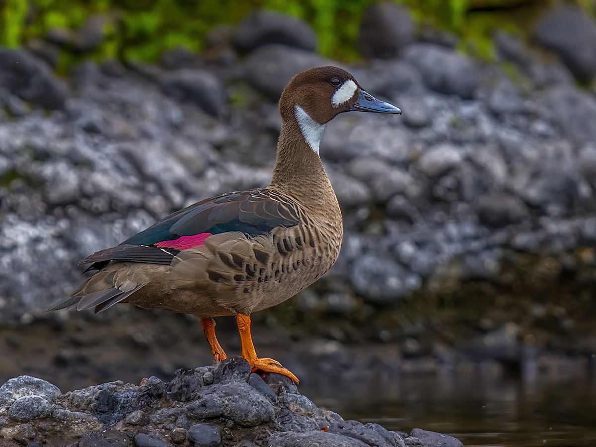 Spectacled Duck - Speculanas specularis - Birds of the World