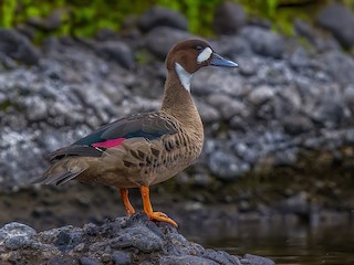 Spectacled Duck - Speculanas specularis - Birds of the World