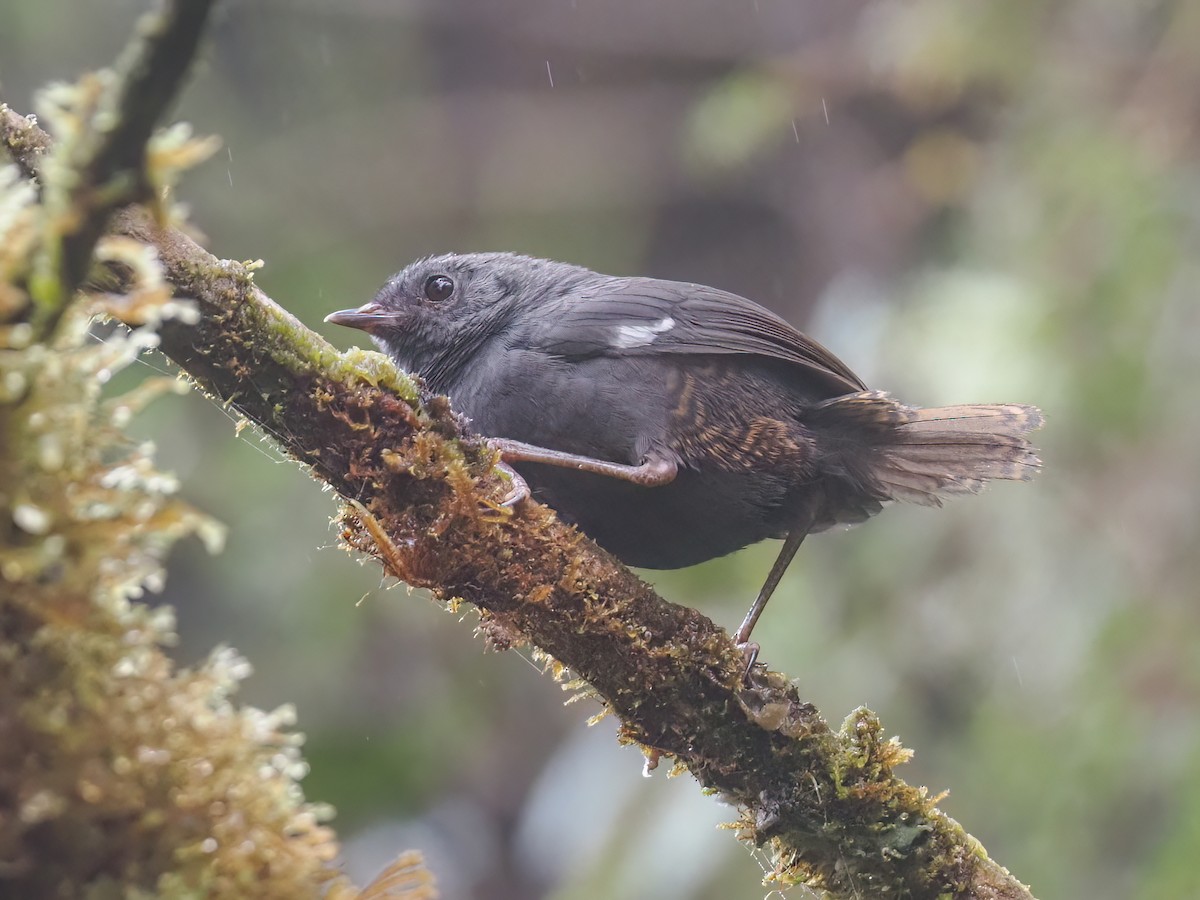 White-winged Tapaculo - Scytalopus krabbei - Birds of the World