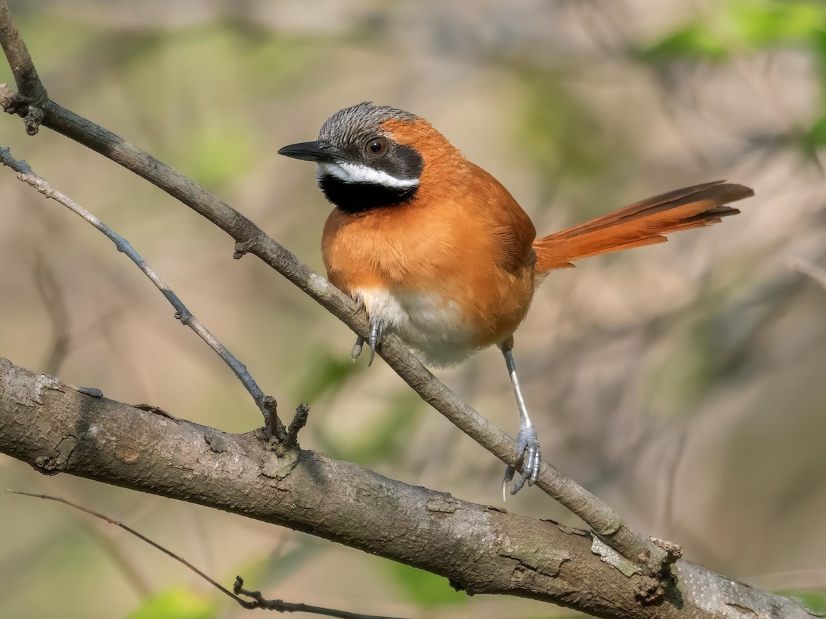 White-whiskered Spinetail - Synallaxis candei - Birds of the World
