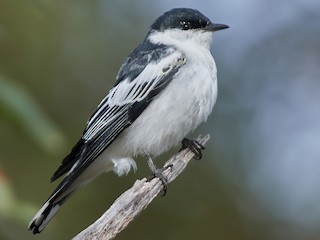 White-winged Triller - eBird