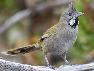 Western Whipbird - eBird