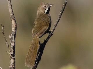 Western Whipbird - eBird