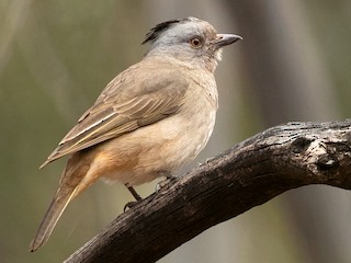 Crested Bellbird - eBird