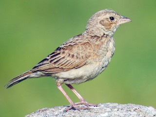 Singing Bushlark - eBird
