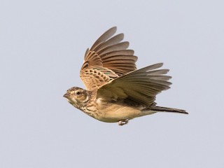 Singing Bushlark - eBird