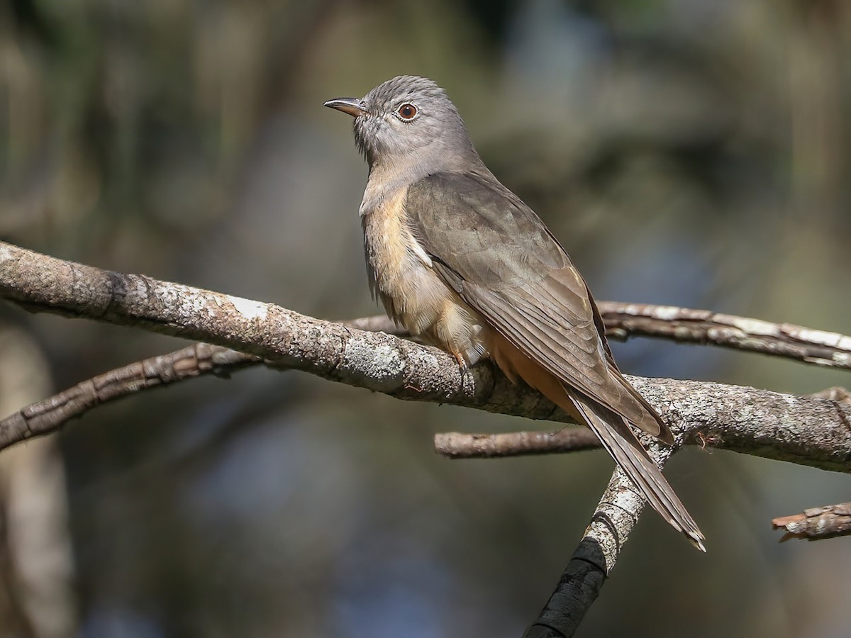 Sahul Brush Cuckoo - Cacomantis variolosus - Birds of the World