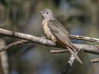 Sahul Brush Cuckoo - Cacomantis variolosus - Birds of the World