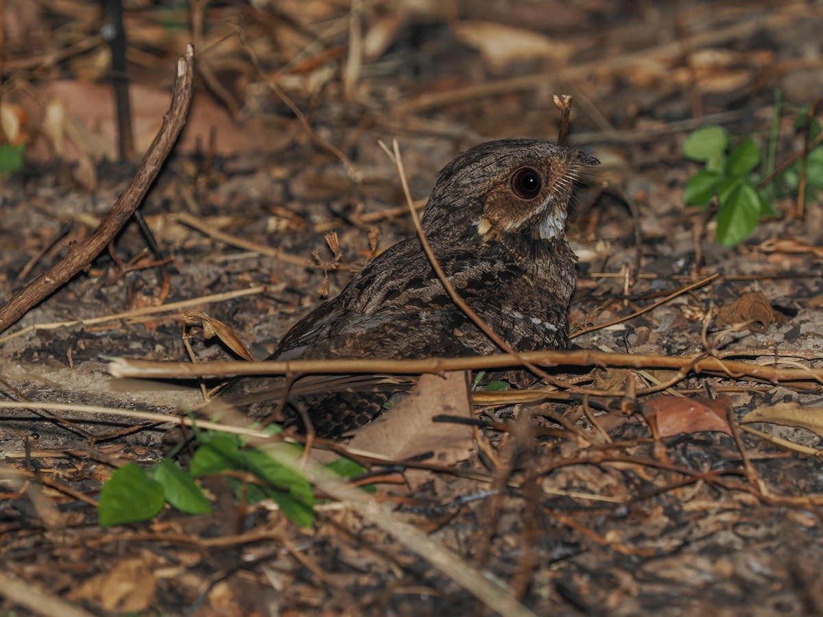 Timor Nightjar - Caprimulgus ritae - Birds of the World