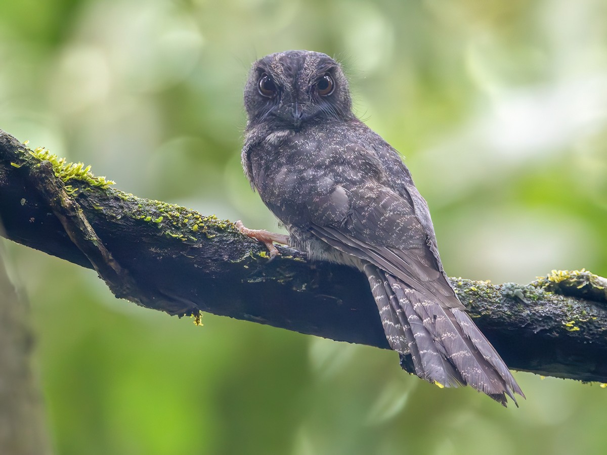 Barred Owlet-nightjar - Aegotheles bennettii - Birds of the World