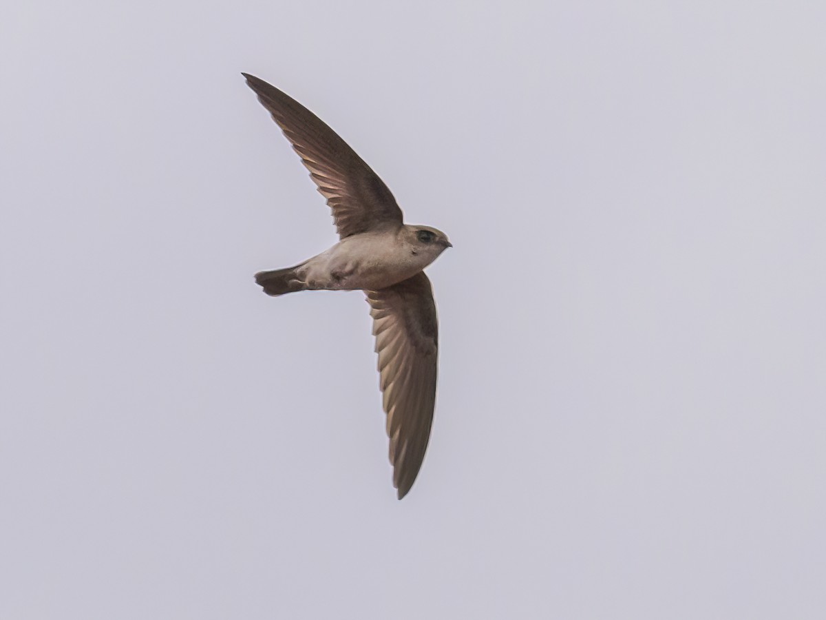 Moluccan Swiftlet - Aerodramus infuscatus - Birds of the World