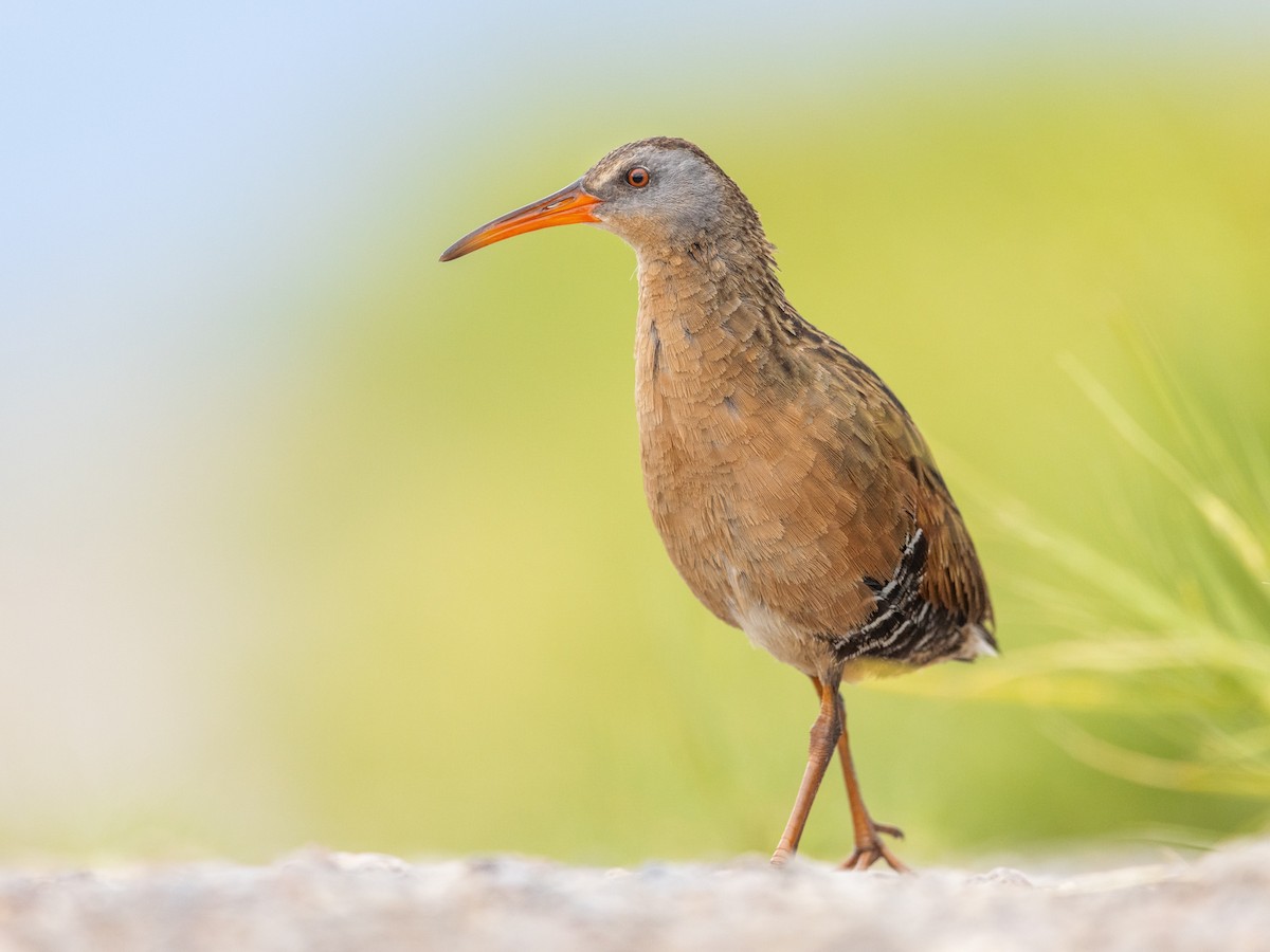 Virginia Rail - Rallus limicola - Birds of the World