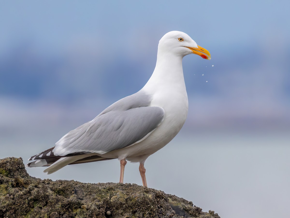 European Herring Gull - Larus argentatus - Birds of the World