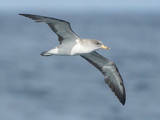 Scopoli's Shearwater - Calonectris diomedea - Birds of the World