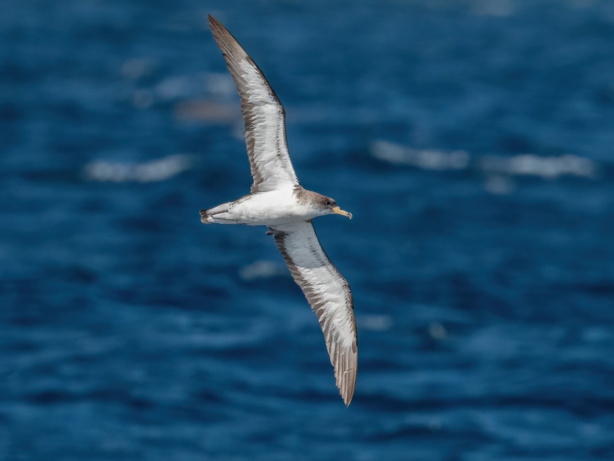 Cory's Shearwater - Calonectris borealis - Birds of the World