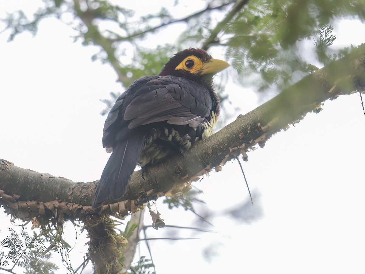 Eastern Yellow-billed Barbet - Trachylaemus purpuratus - Birds of the World