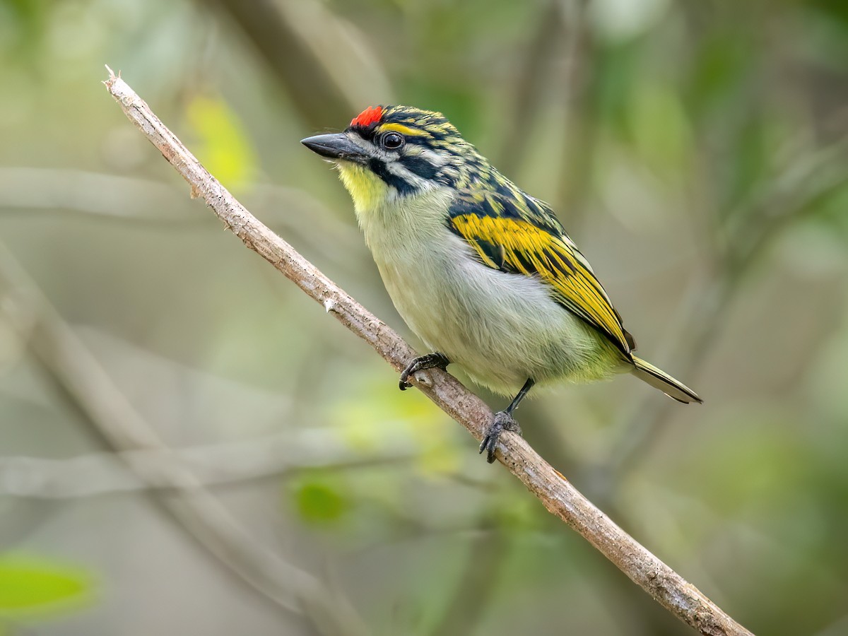Southern Red-fronted Tinkerbird - Pogoniulus pusillus - Birds of the World