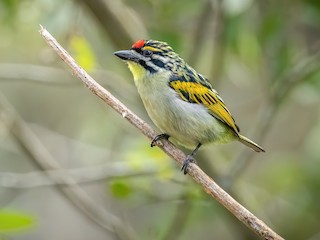 Southern Red-fronted Tinkerbird - Pogoniulus pusillus - Birds of the World
