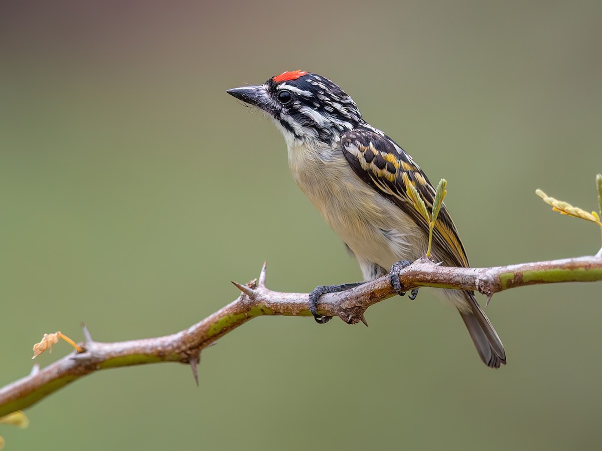 Northern Red-fronted Tinkerbird - Pogoniulus uropygialis - Birds of the ...